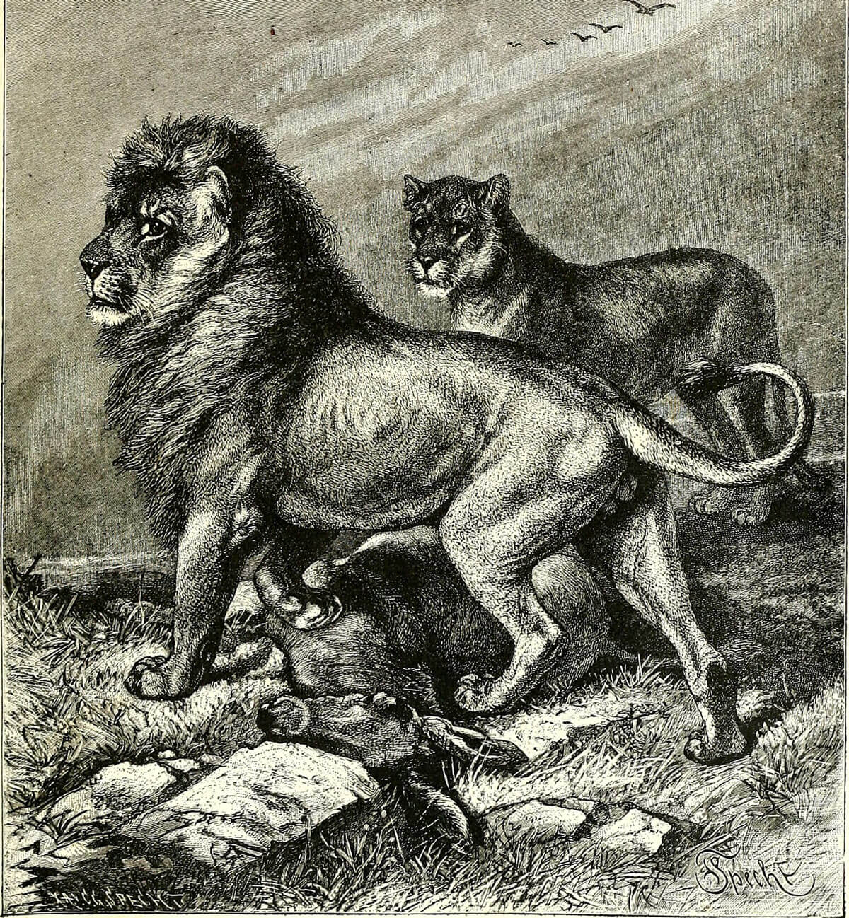 All things vile and vicious, part 2: fecundity, predation and ...